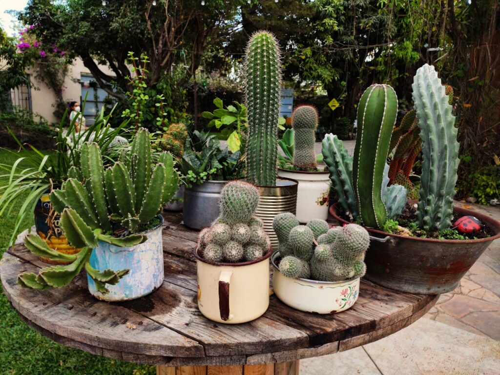 Les 10 plantes grasses incontournables pour votre jardin | Recette de ...