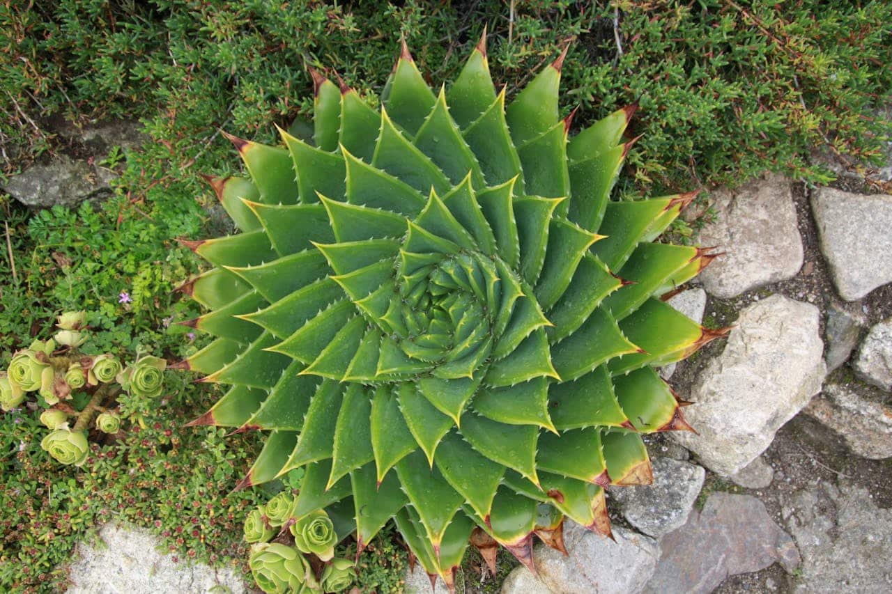 Les 10 plantes grasses incontournables pour votre jardin | Recette de ...