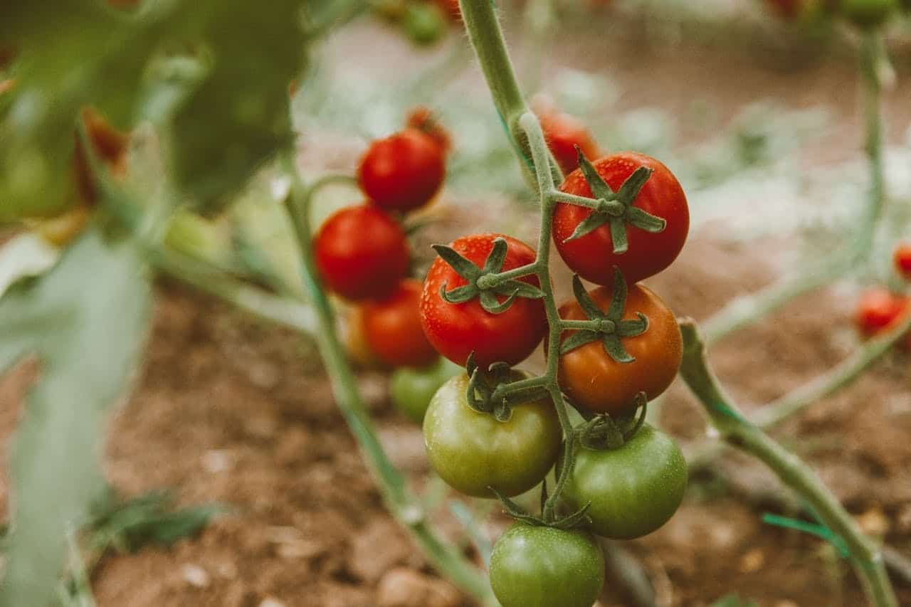 Conseils de saison pour un potager printanier réussi | Recette de Grand ...